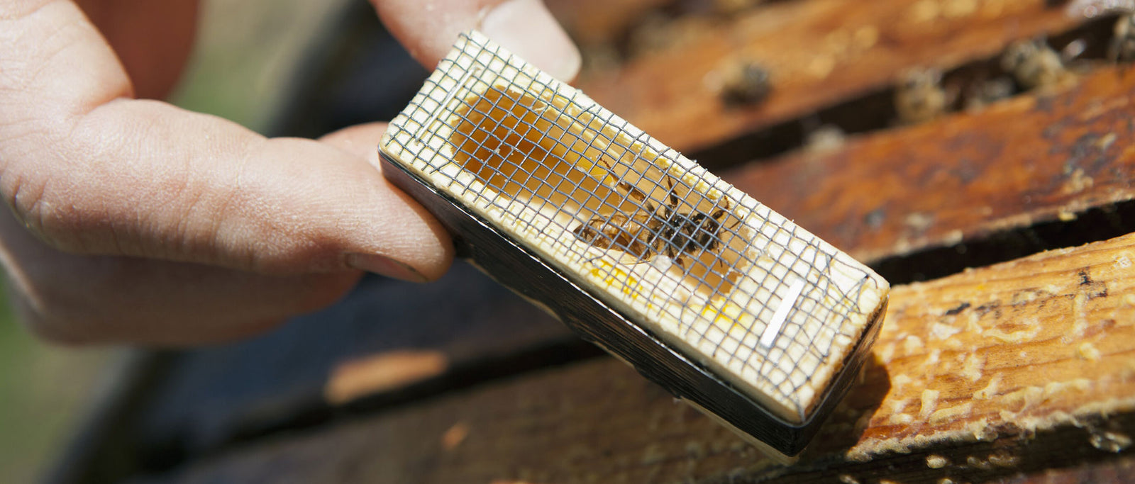 QUEENBEES.COM
